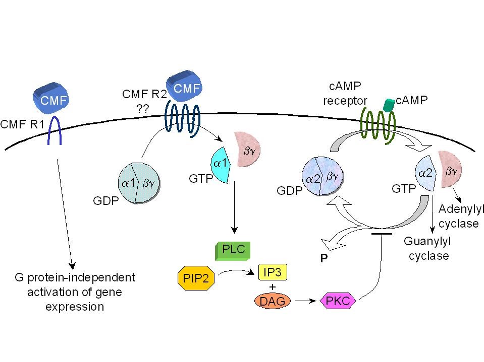 Cell Density Sensing - Texas A&M Biology