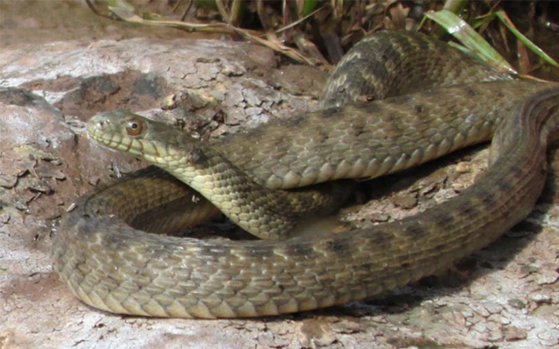 Former Student Success: Mary Janecka - Texas A&M Biology